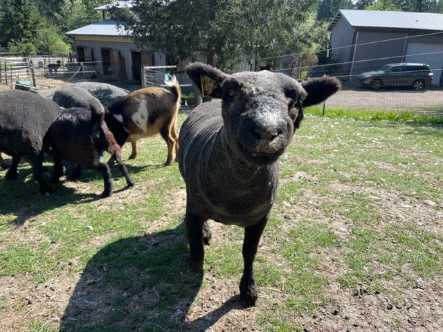 June 2023 Multiple Dates and Times Farm Tour Animal Experience ...